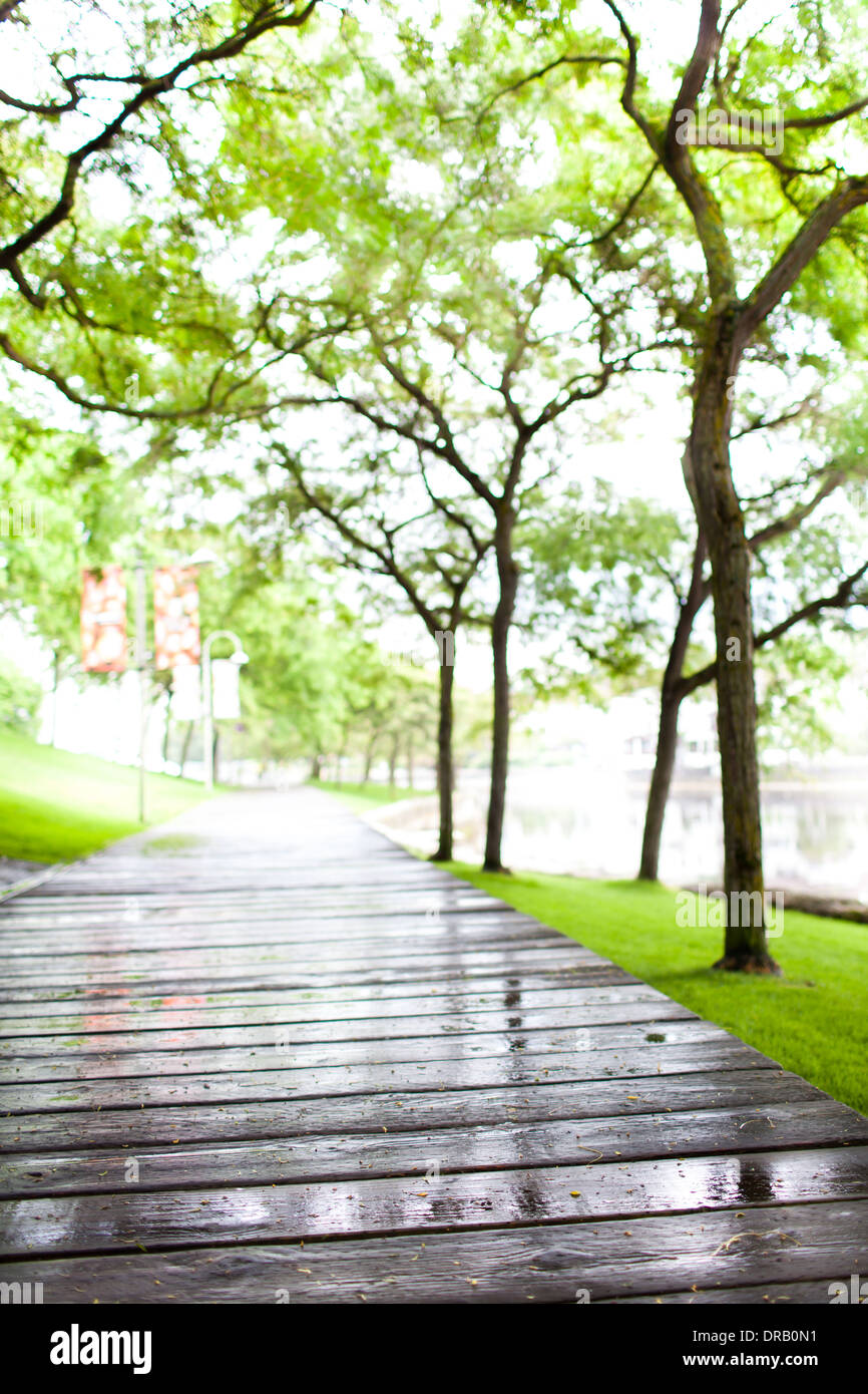 Trees in Granville Island in Vancouver, British Columbia with a Shallow ...