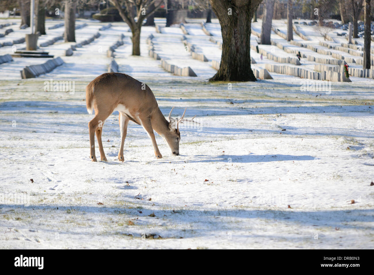 Deer in cemetery hi-res stock photography and images - Alamy