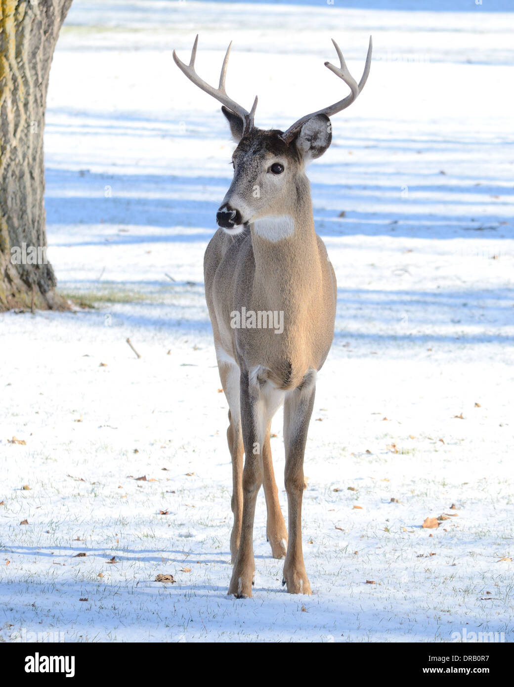 Big buck deer snow hi-res stock photography and images - Alamy