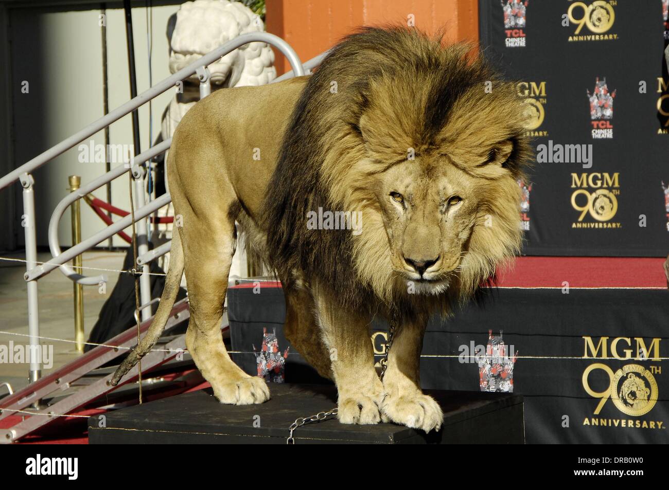 Los Angeles, CA, USA. 22nd Jan, 2014. Leo the Lion at the induction ...