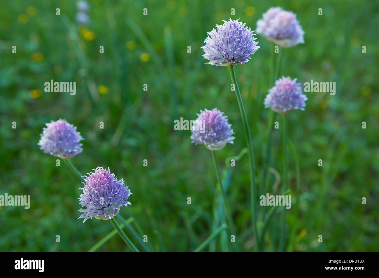 Wild Onion (Allium) in a meadow in the Bob Marshall Wilderness. Montana ...
