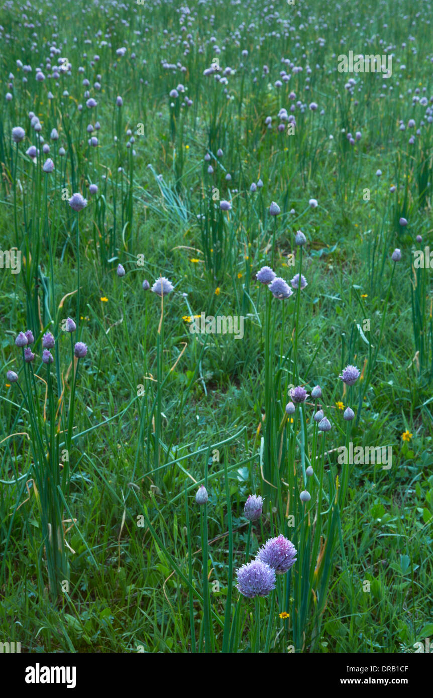 Wild Onion Plants