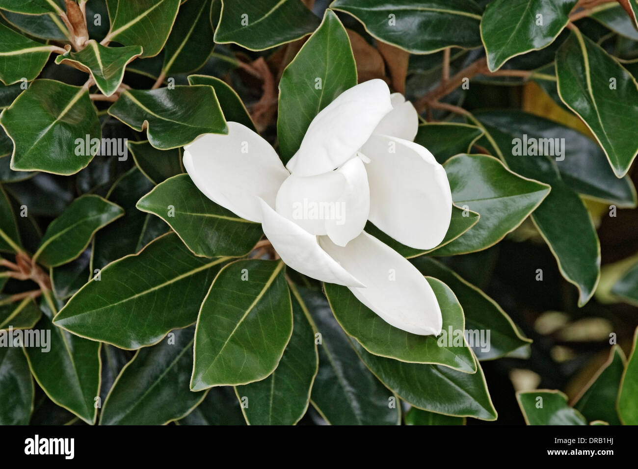 Southern magnolia (Magnolia grandiflora Stock Photo - Alamy