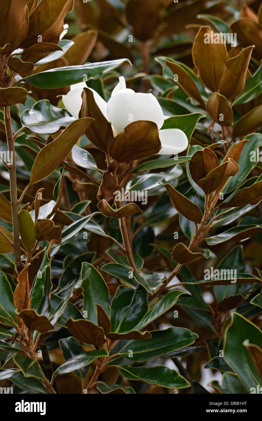 Southern magnolia (Magnolia grandiflora Stock Photo - Alamy