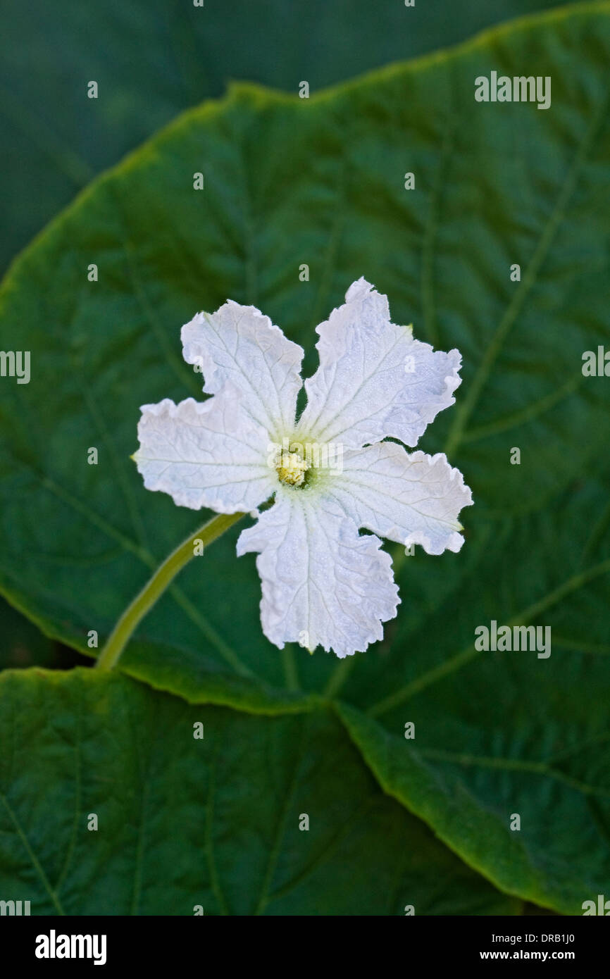 Botany cucurbita hi-res stock photography and images - Alamy
