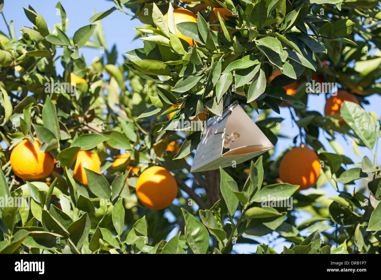 California Orange Tree with Med Fly trap Stock Photo - Alamy