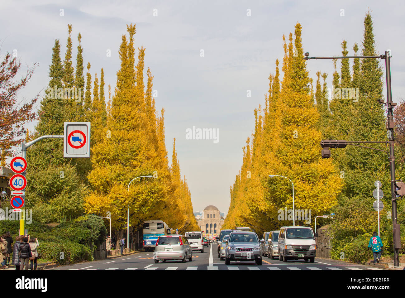 Gingko tree asia hi-res stock photography and images - Alamy