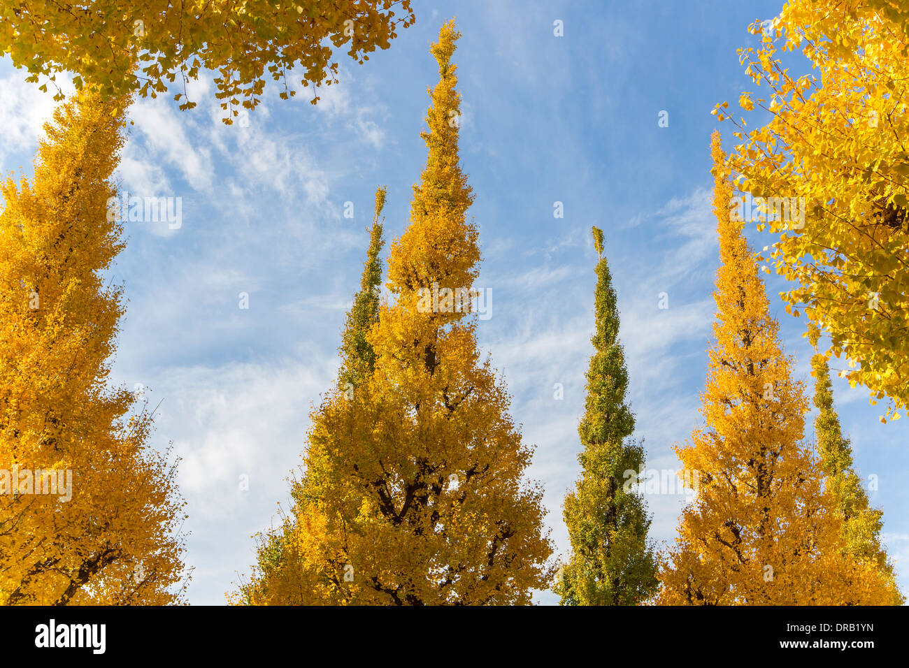 Gingko trees in Jingu, Tokyo, Japan Stock Photo - Alamy