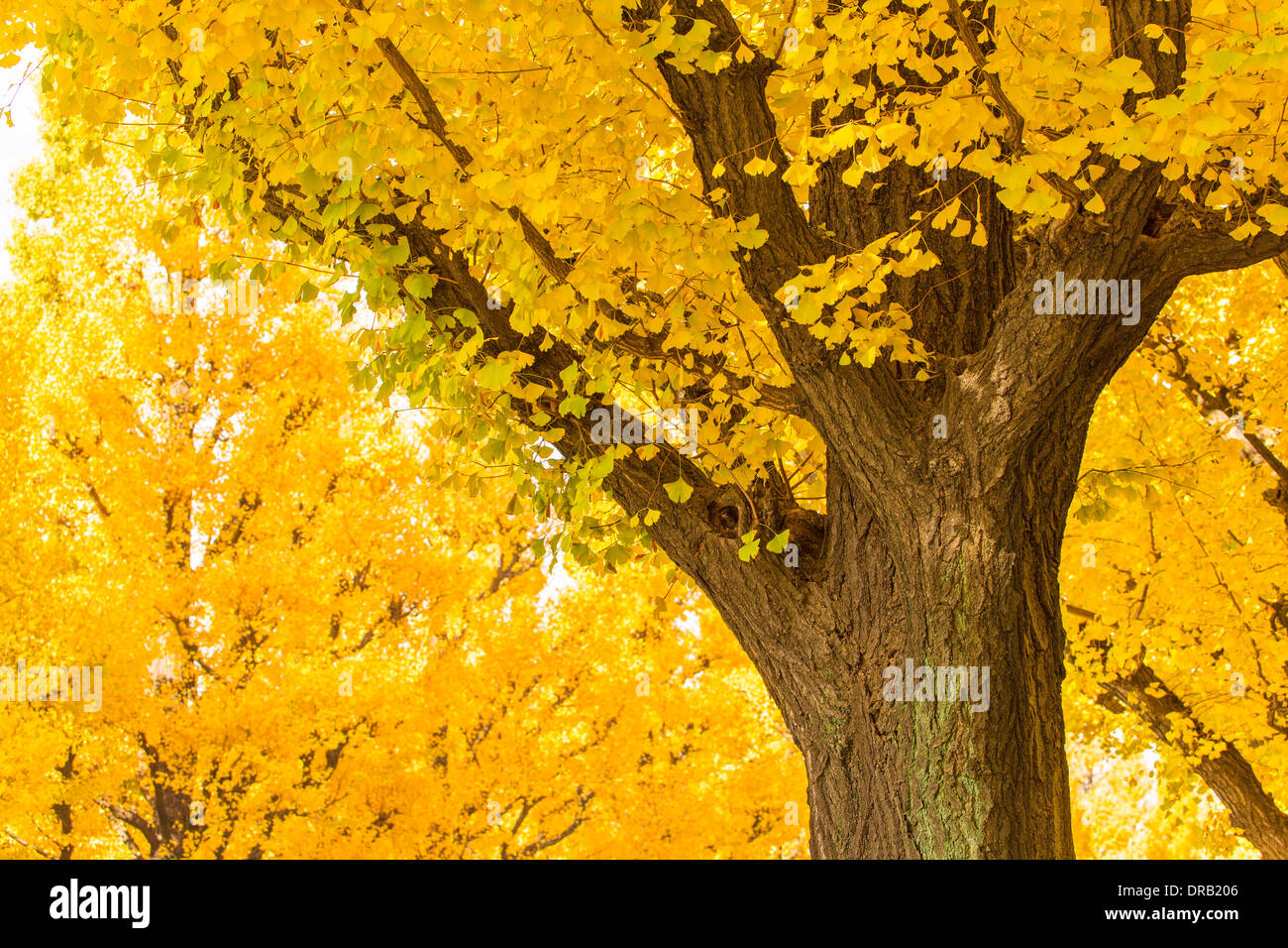 Gingko trees in Jingu, Tokyo, Japan Stock Photo - Alamy