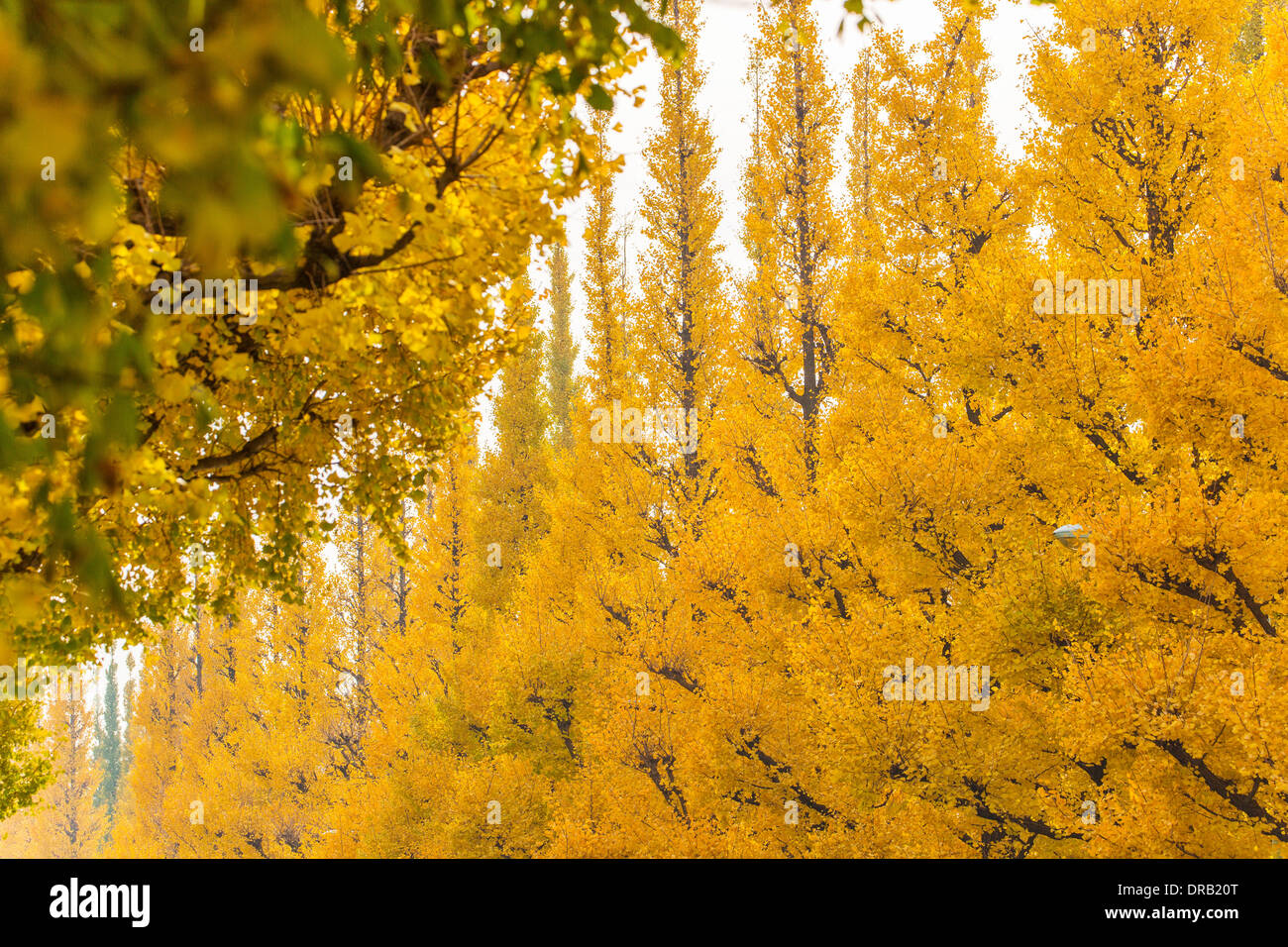 Gingko trees in Jingu, Tokyo, Japan Stock Photo - Alamy