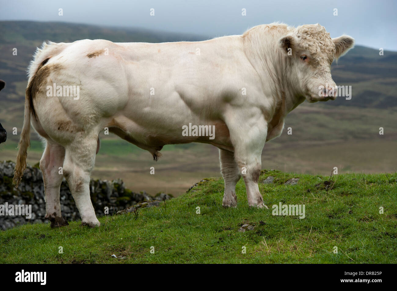 British Blue beef bull in pasture, Yorkshire, UK Stock Photo - Alamy