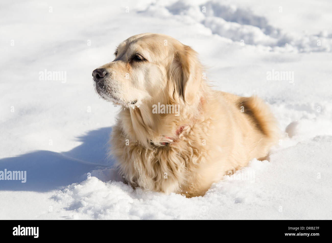 Snow covered retriever hi-res stock photography and images - Alamy