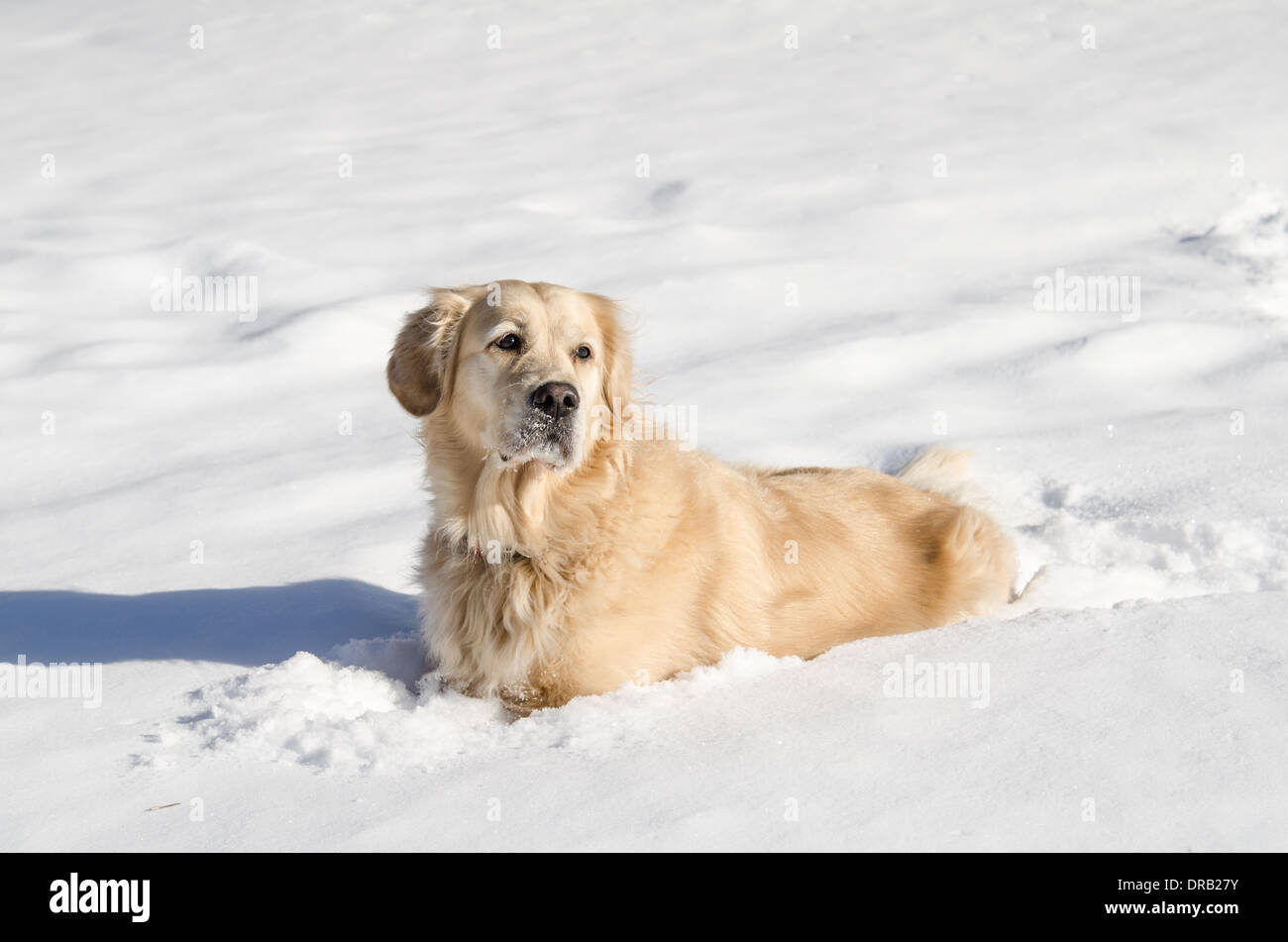 Adult, Female, Golden Retriever playing in early winter snow Stock ...