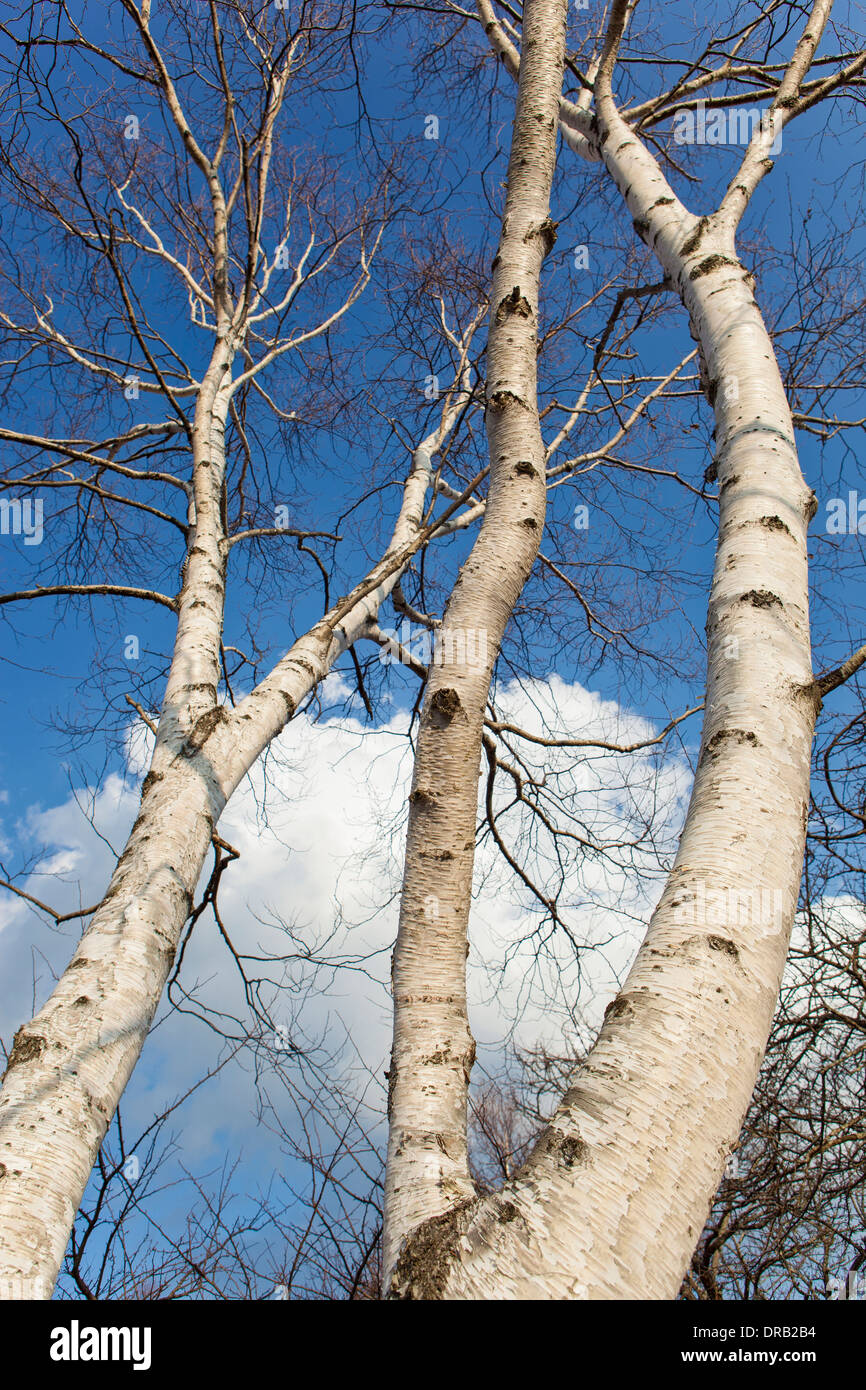 White birch hi-res stock photography and images - Alamy