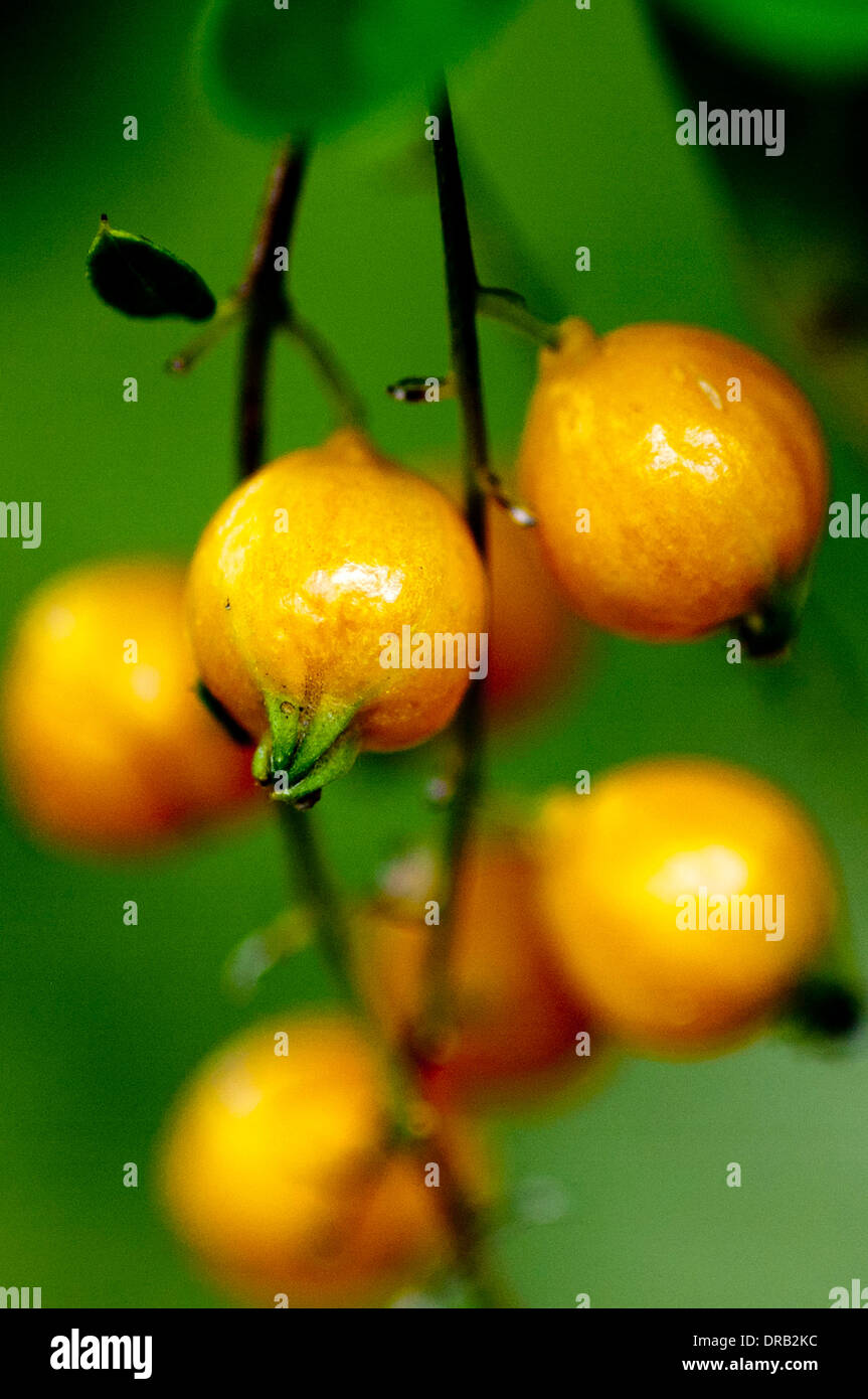 Yellow berries hi-res stock photography and images - Alamy