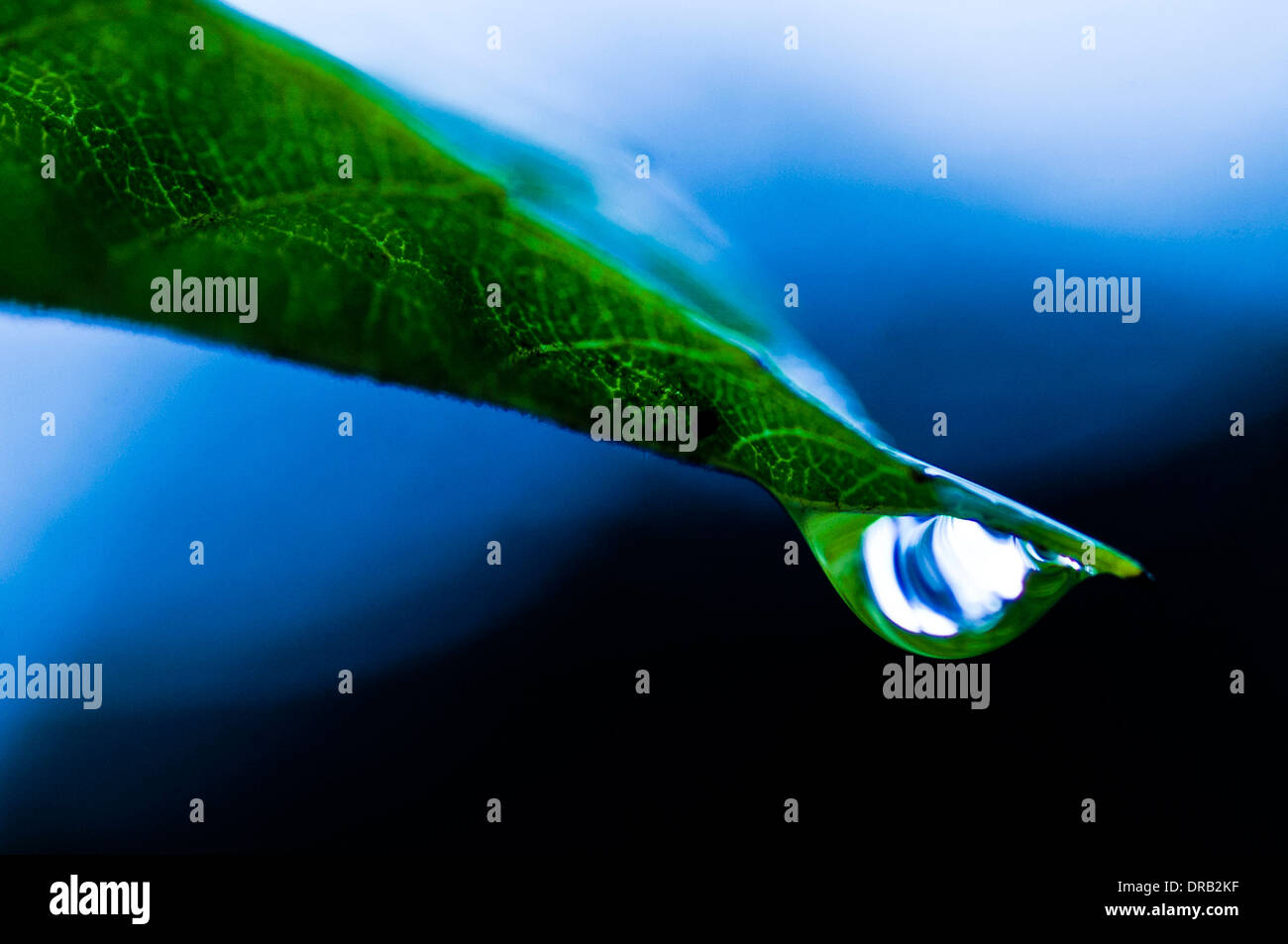 Tip of leaf hi-res stock photography and images - Alamy