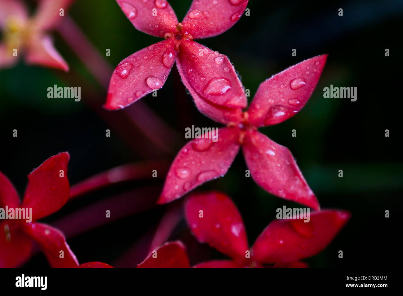 Small raindrops hi-res stock photography and images - Alamy