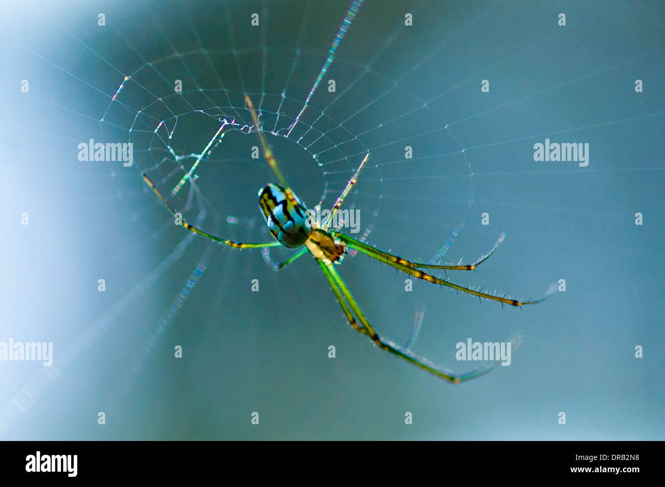 Colorful spider on web Stock Photo - Alamy