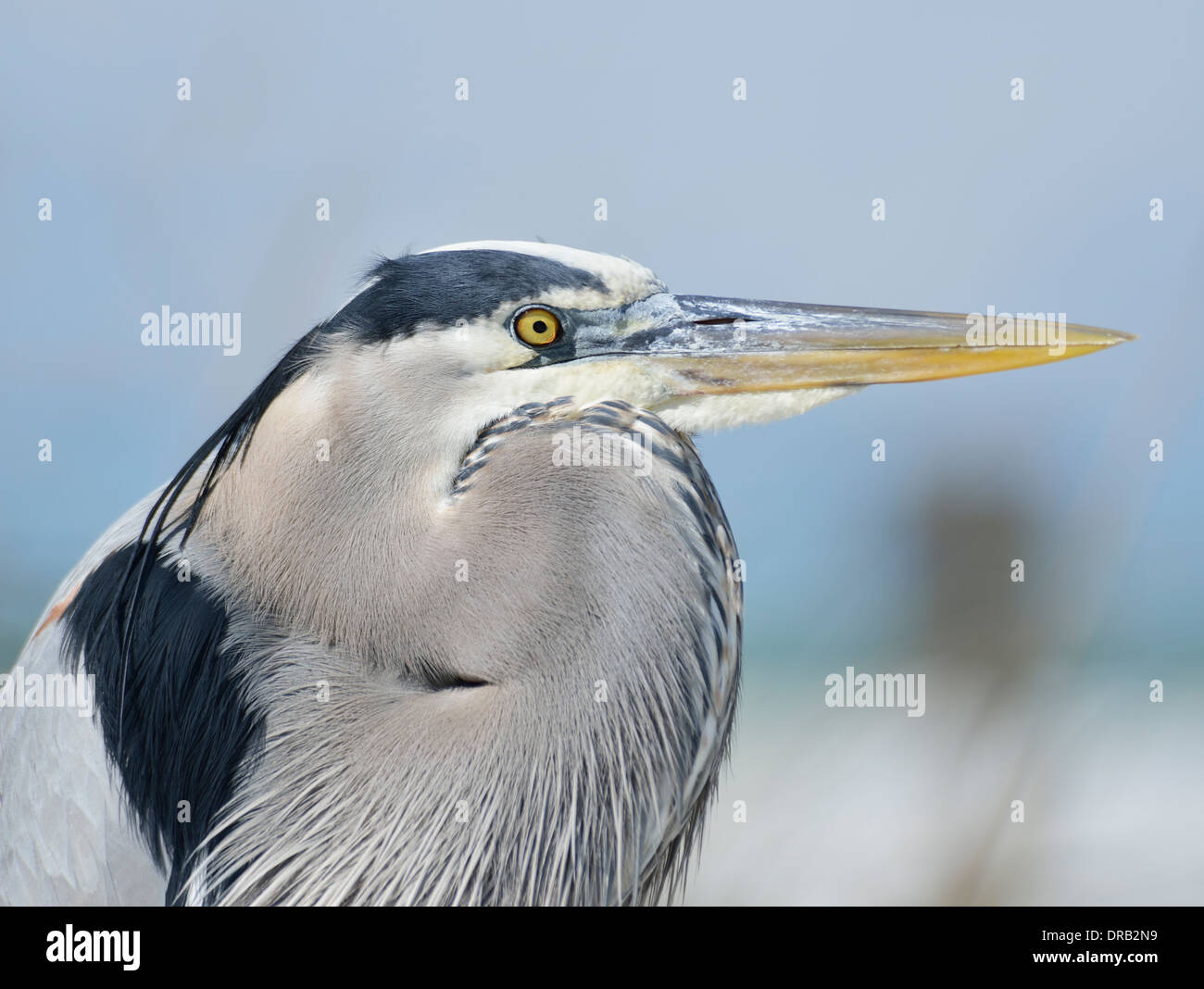 Great Blue Heron,Close Up Stock Photo - Alamy