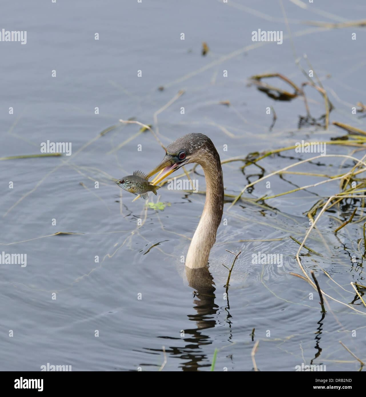 Anhinga Fishing In Wetland Pond Stock Photo - Alamy