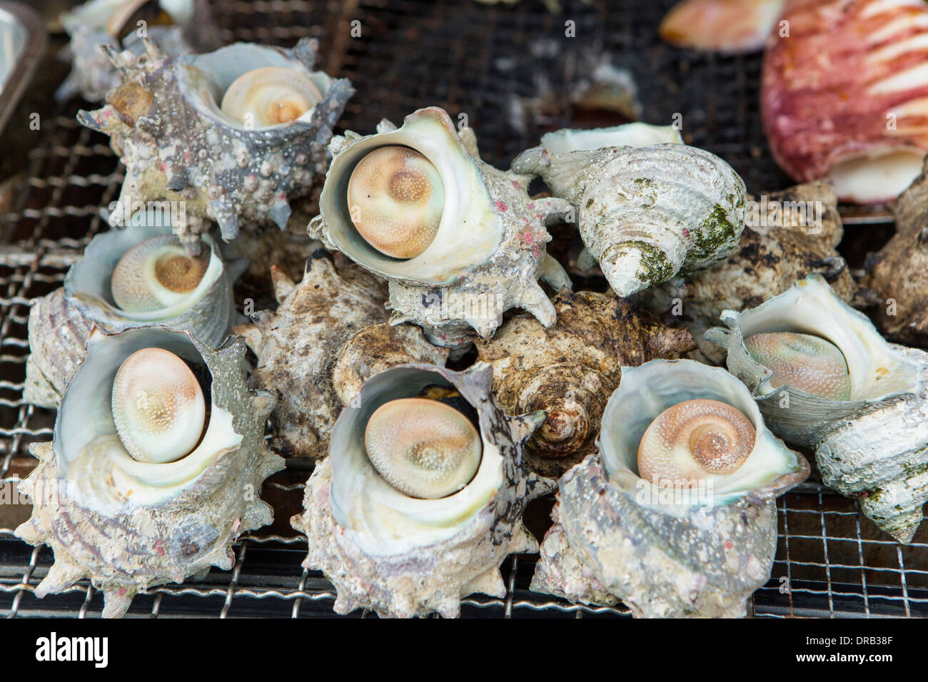Turban shells hi-res stock photography and images - Alamy