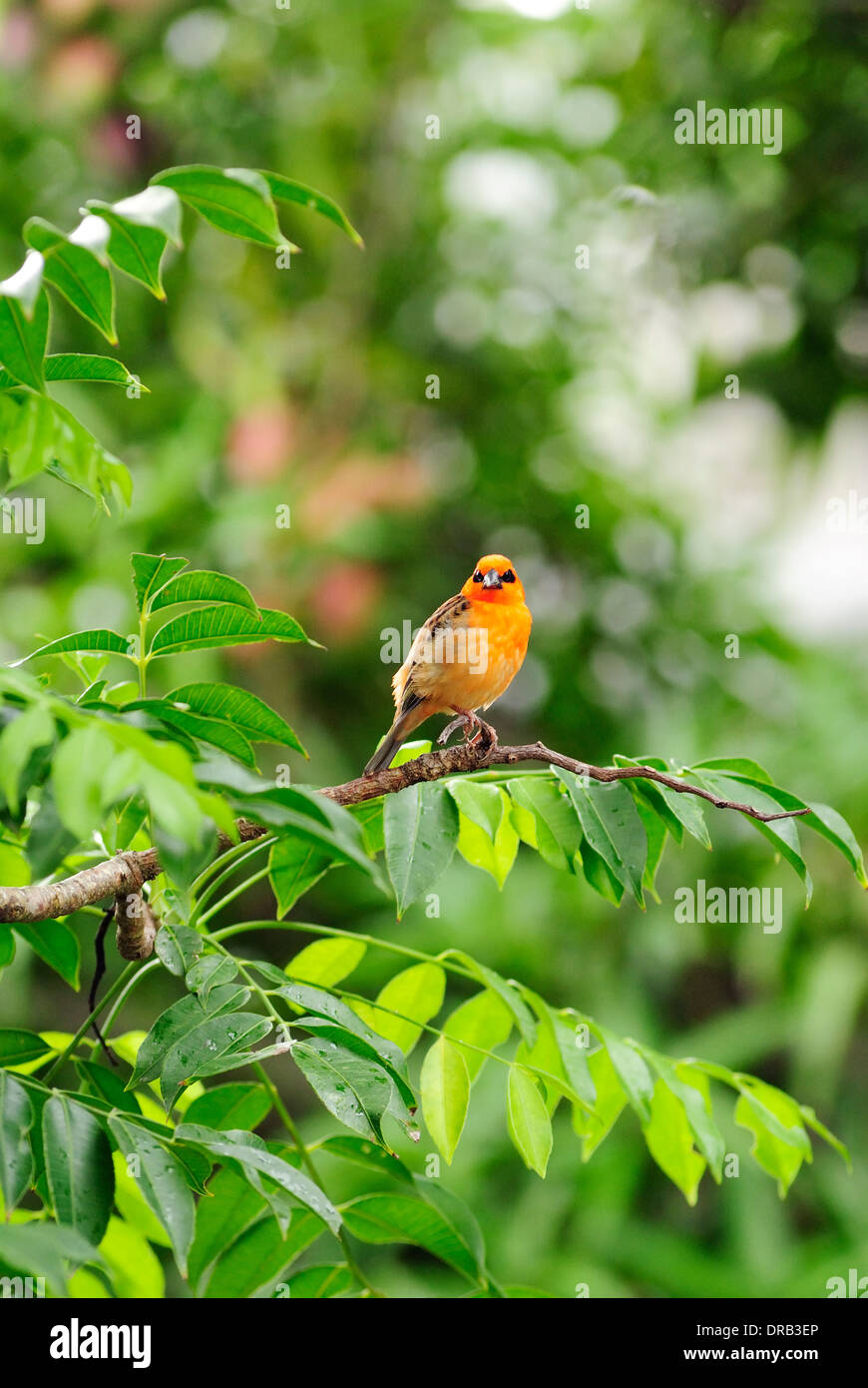 Red fody resting on branch Stock Photo - Alamy