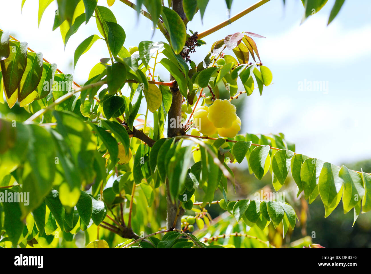 Tropical fruit in Mauritius Stock Photo - Alamy