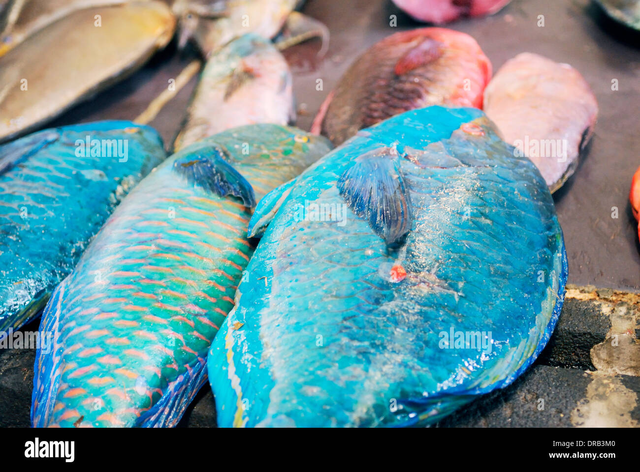 Blue parrotfishes at fish market Stock Photo - Alamy