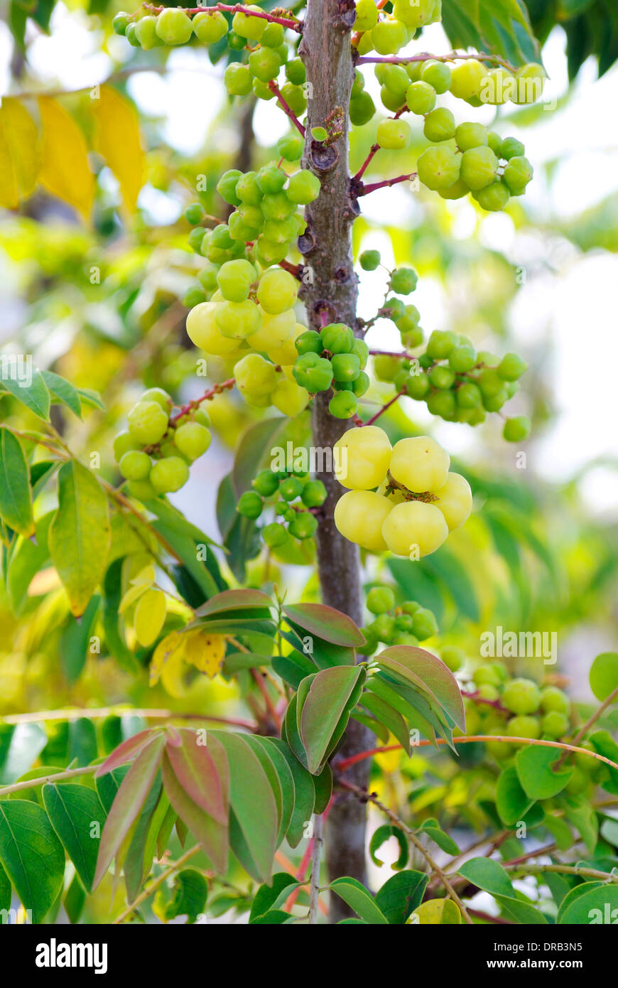 Tropical Fruit In Mauritius High Resolution Stock Photography and ...