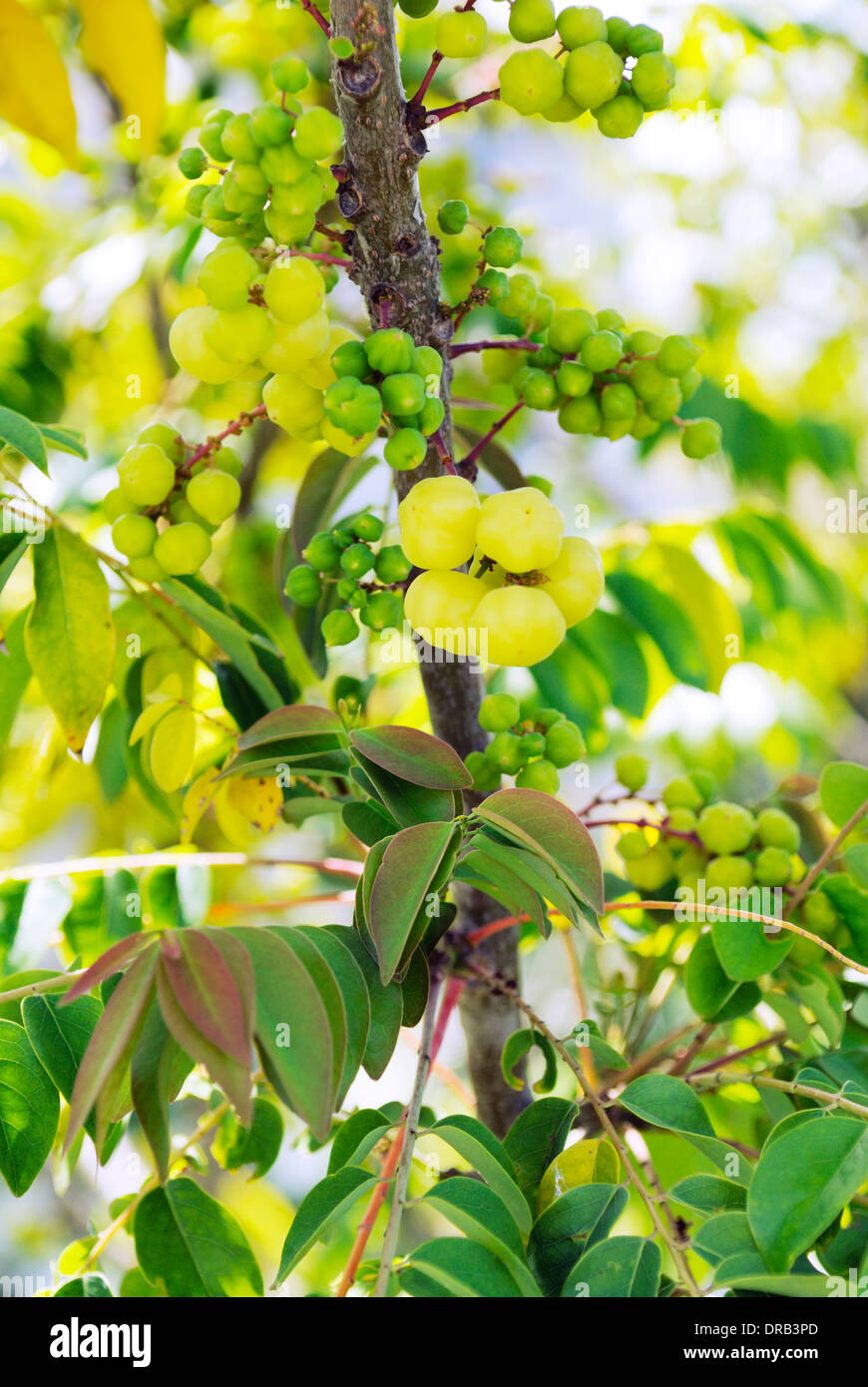 Tropical fruit in Mauritius Stock Photo - Alamy