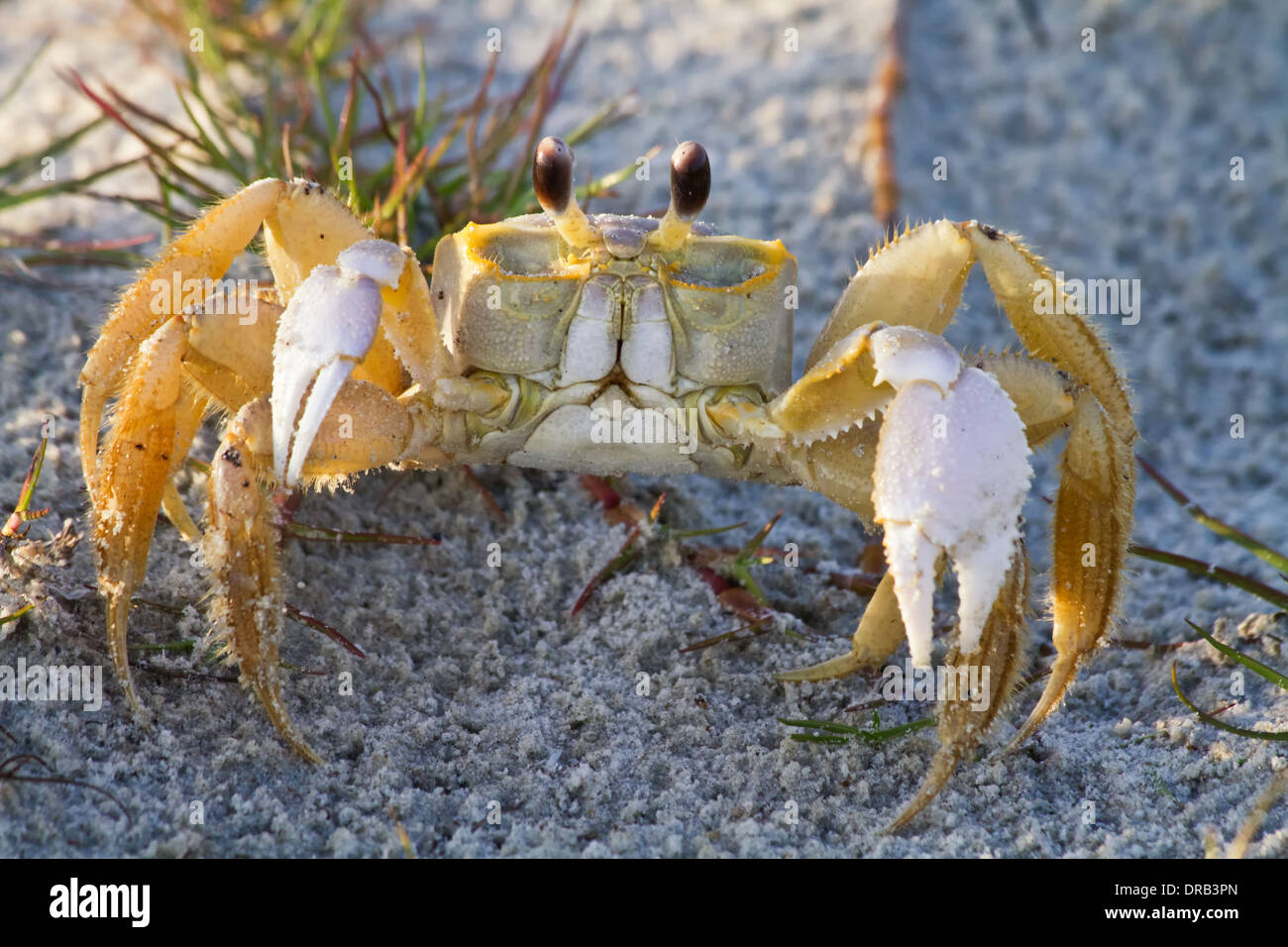 A close-up view of an Atlantic Ghost Crab (Ocypode quadrataon) on the beach Stock Photo - Alamy