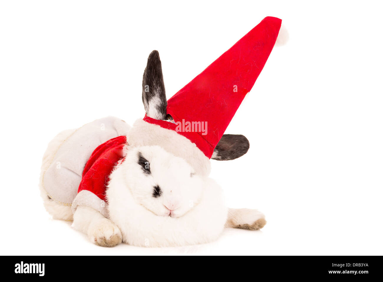 Rabbit christmas costume Cut Out Stock Images & Pictures - Alamy