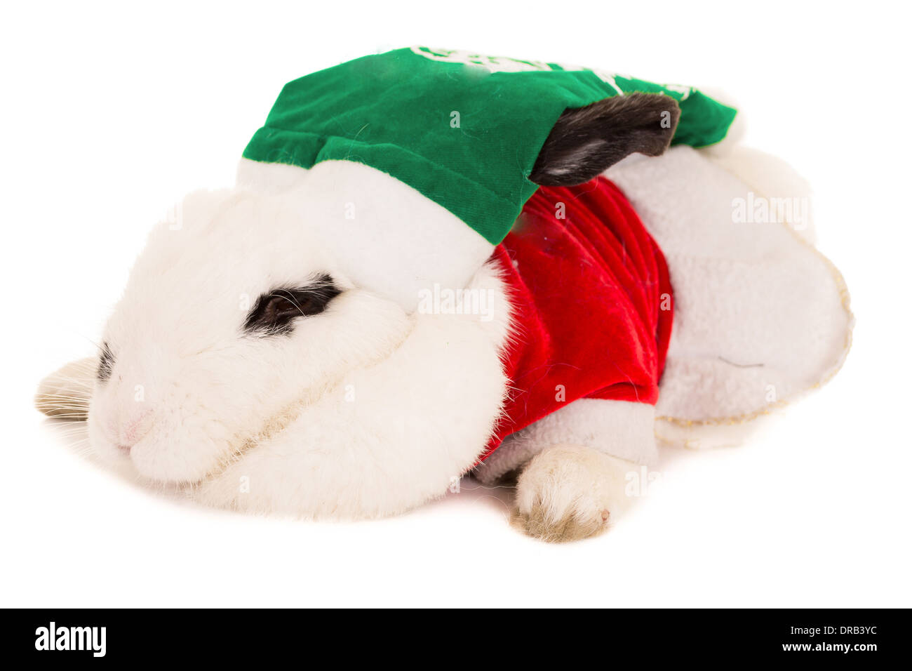 Cute red bunny sitting Cut Out Stock Images & Pictures - Alamy