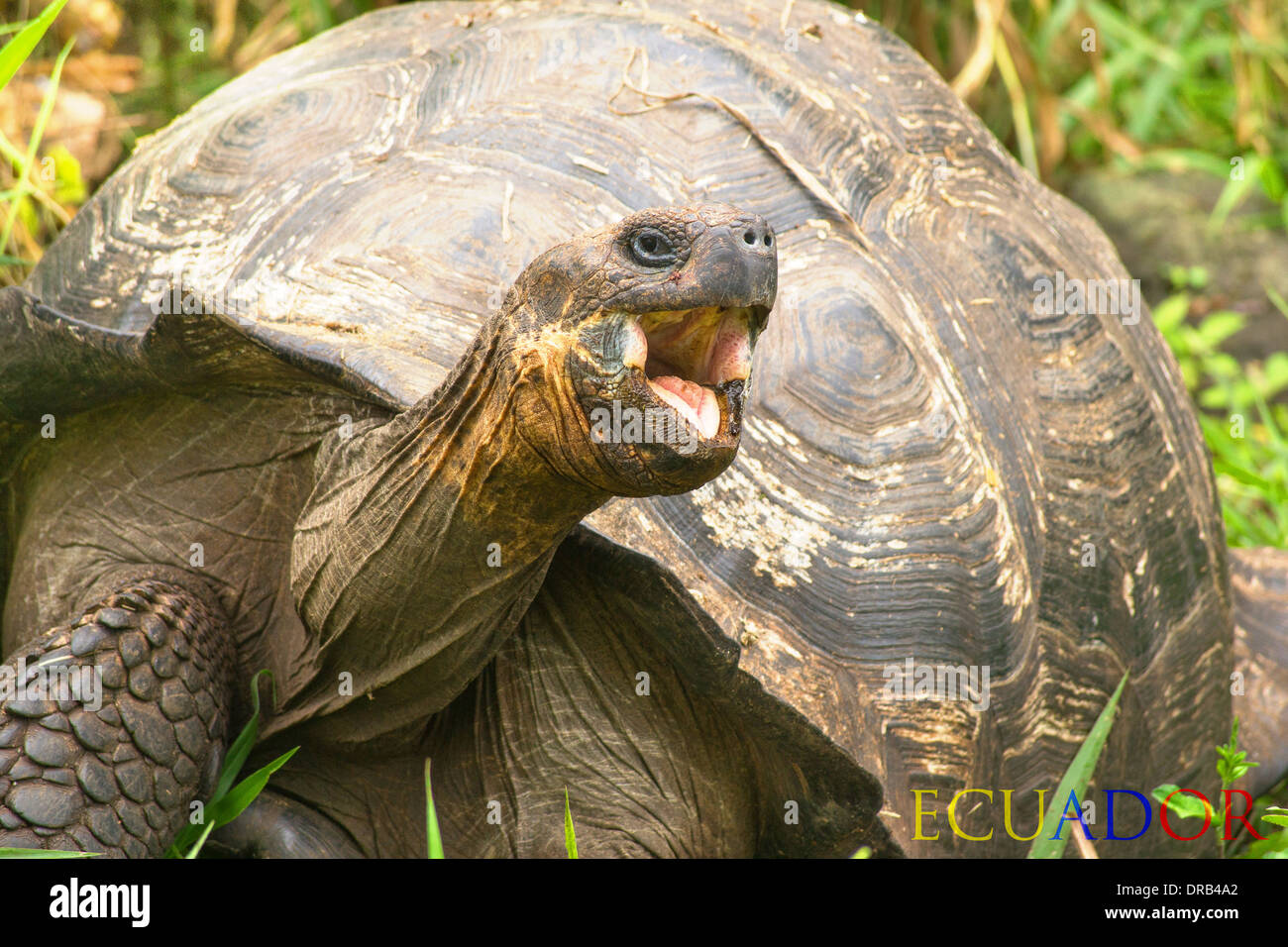 Age old large galapagos hi-res stock photography and images - Alamy