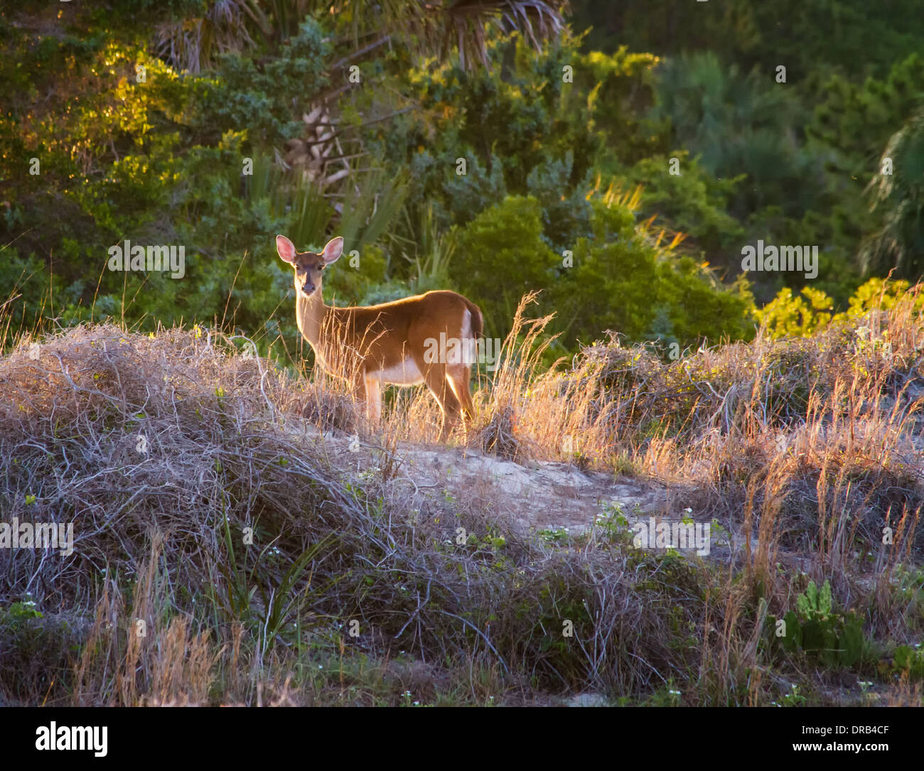 Doe deer looking back hi-res stock photography and images - Alamy
