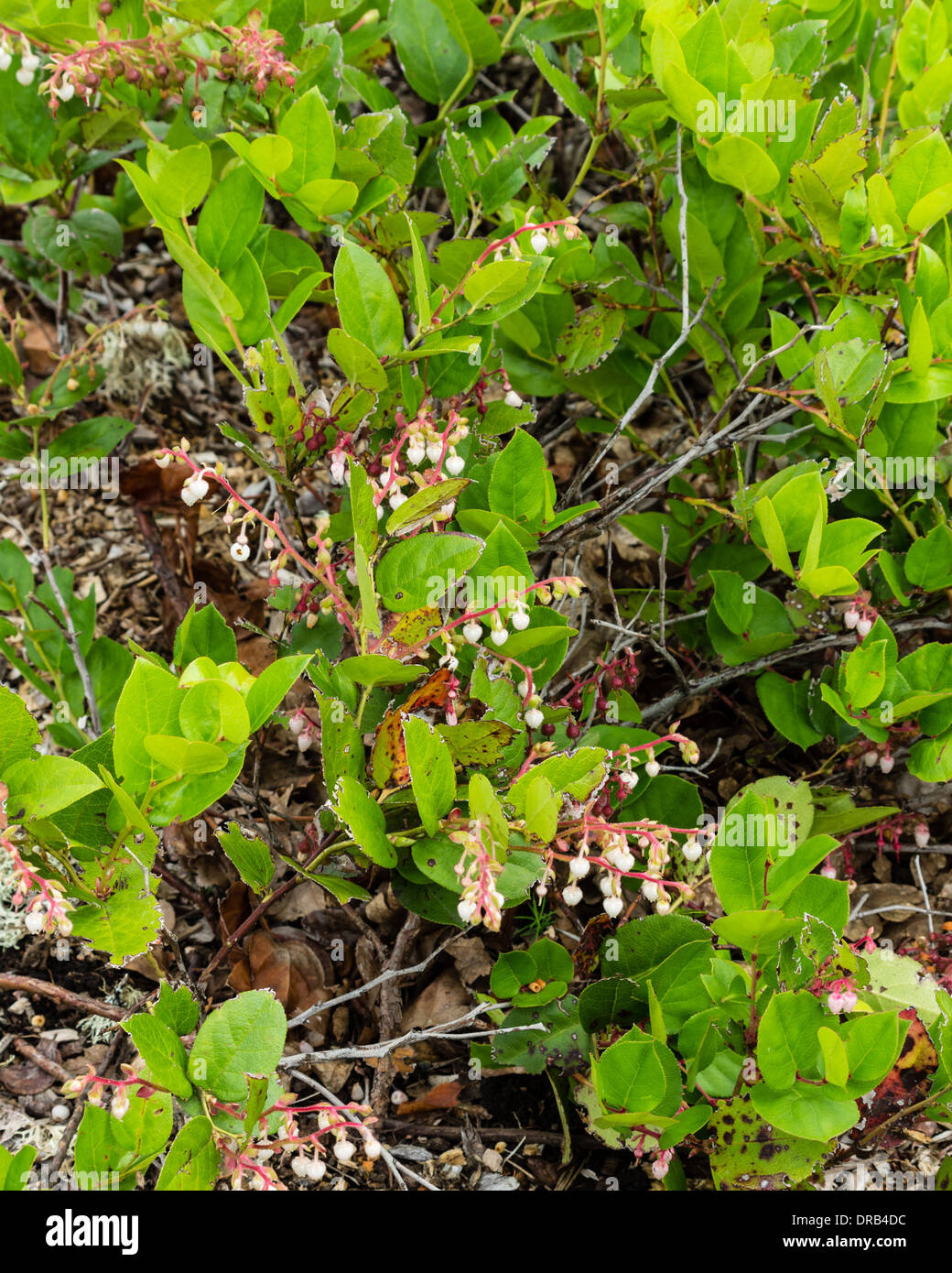 Gaultheria shallon or Salal blooming in forest understory. Found in ...