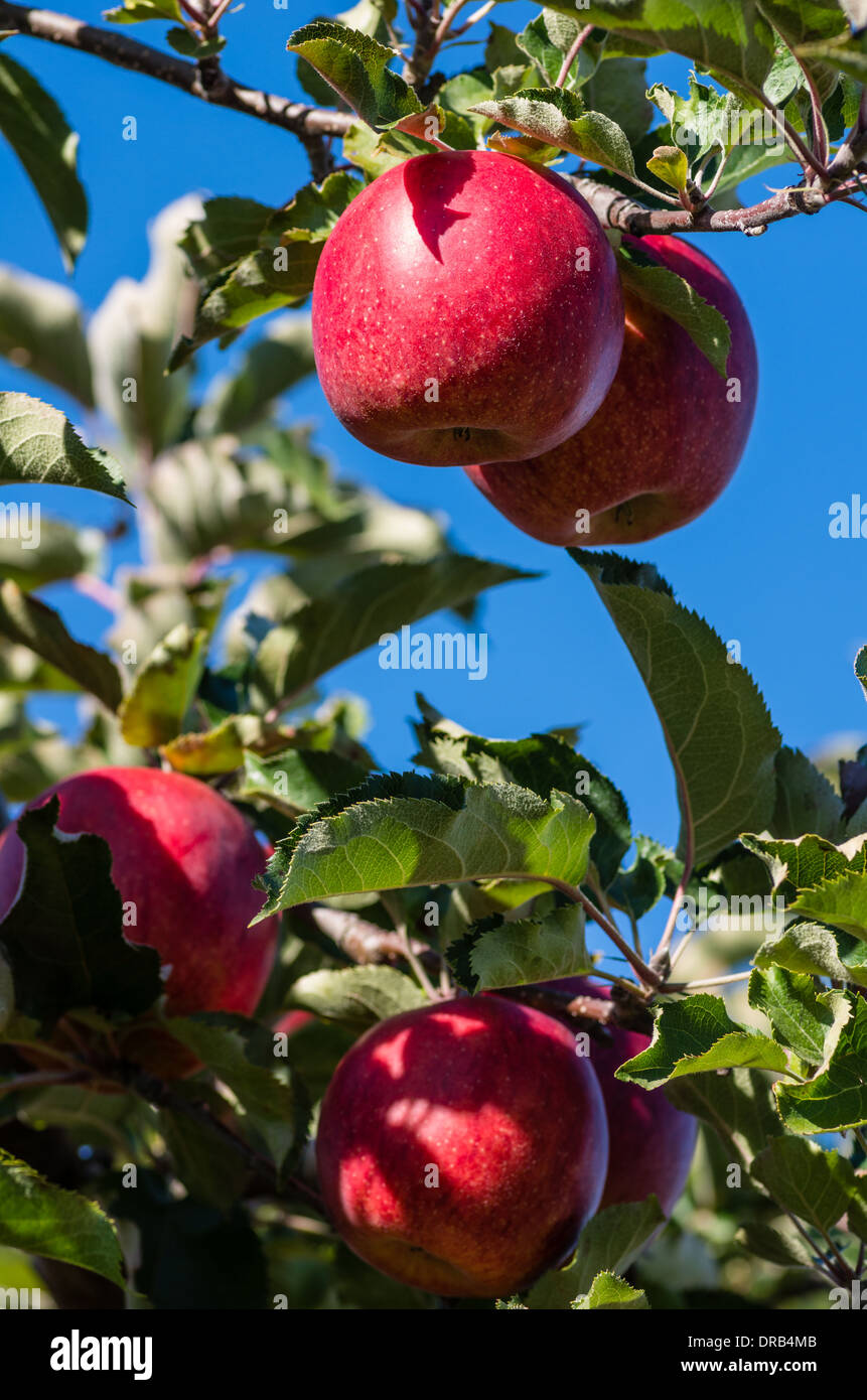 Apples on a tree in a fruit orchard in Oregon. Hood River, Oregon Stock ...
