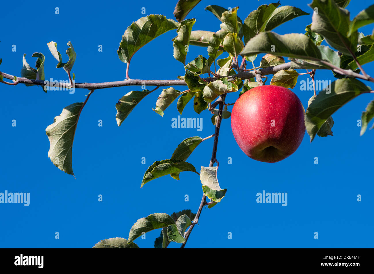 Apples on a tree in a fruit orchard in Oregon. Hood River, Oregon Stock ...
