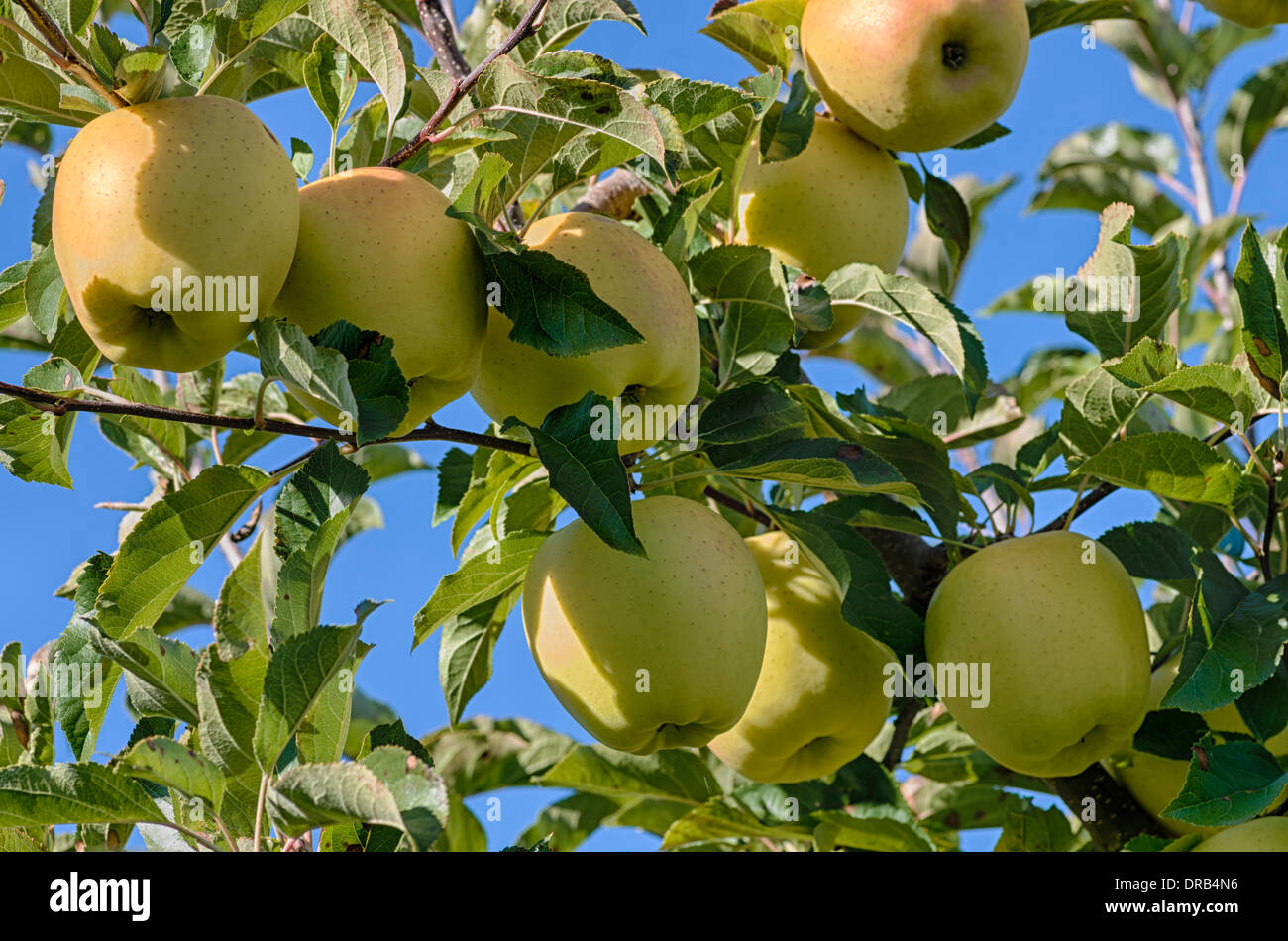 Apples on a tree in a fruit orchard in Oregon. Hood River, Oregon Stock ...