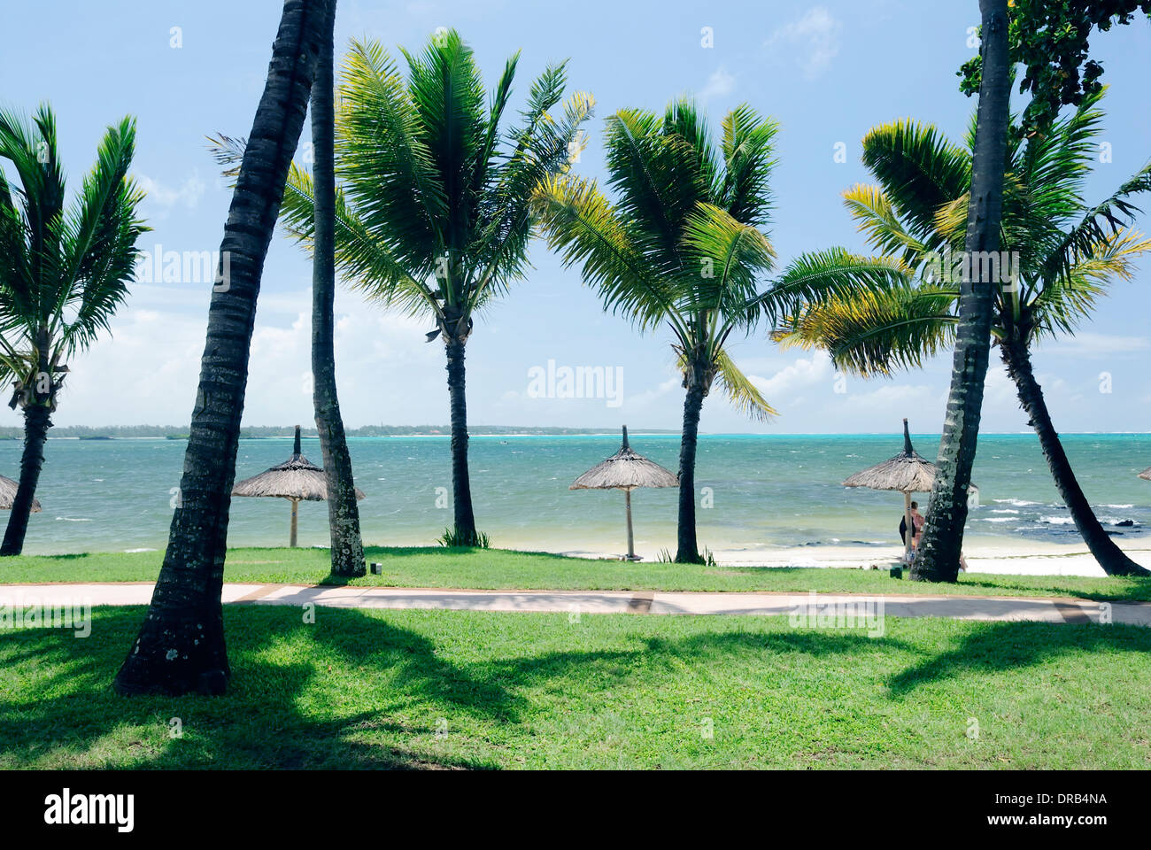 Palm trees in Mauritius Stock Photo - Alamy
