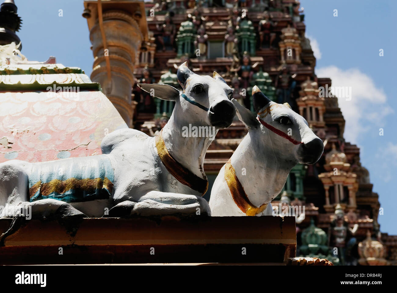 Holy cow statue at Hindu temple Stock Photo - Alamy