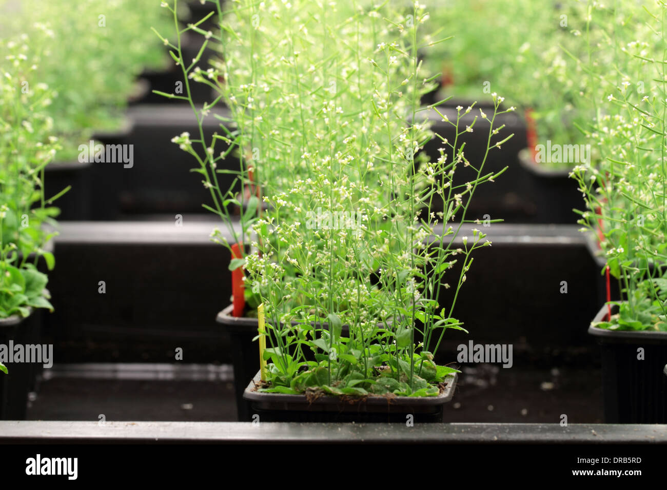 Plant breeding hi-res stock photography and images - Alamy