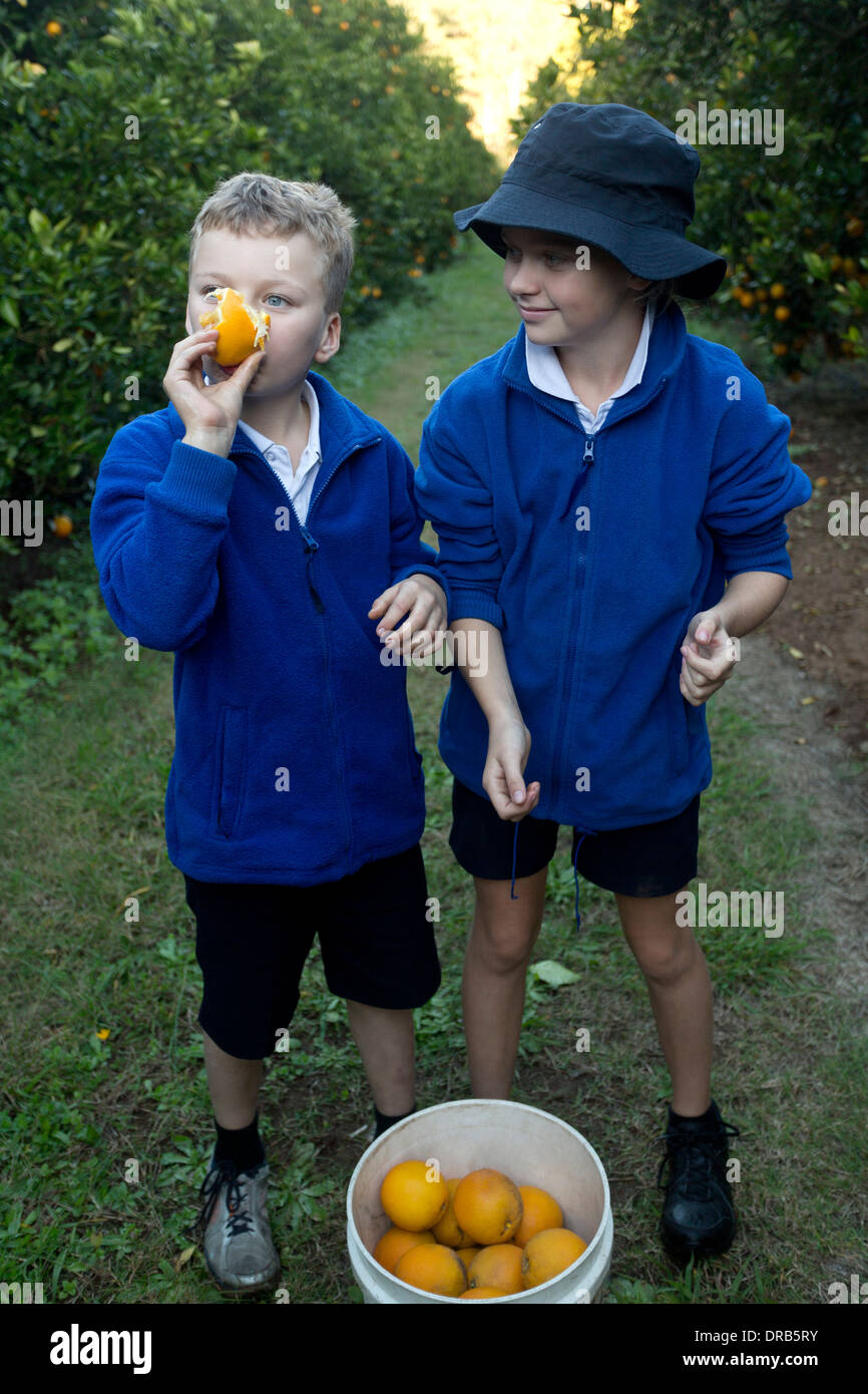 Kids orange orchard hi-res stock photography and images - Alamy