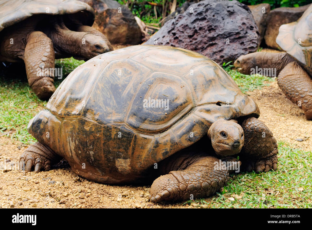Giant tortoises mauritius hi-res stock photography and images - Alamy