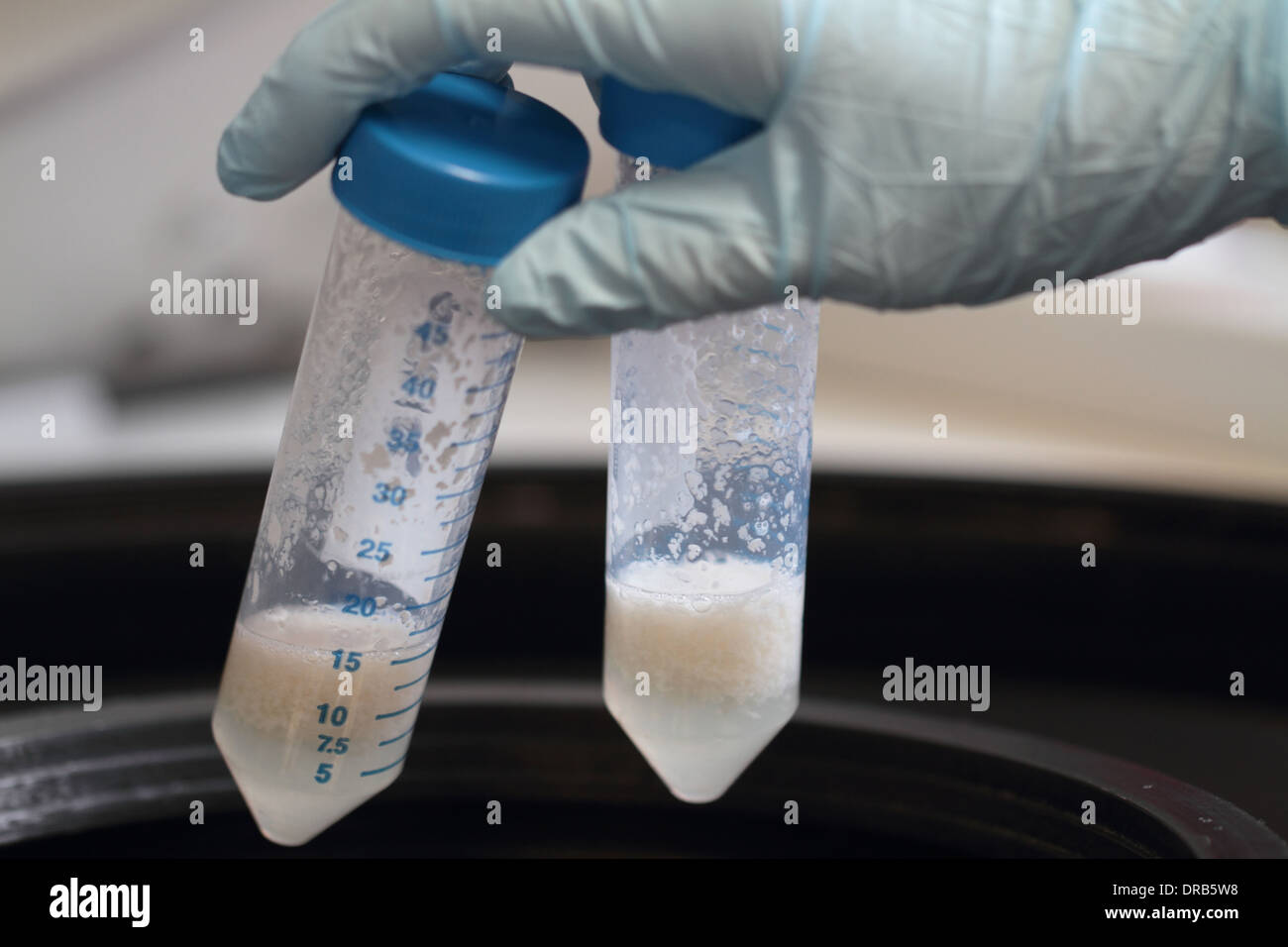 a hand with gloves putting tubes in a centrifuge Stock Photo - Alamy