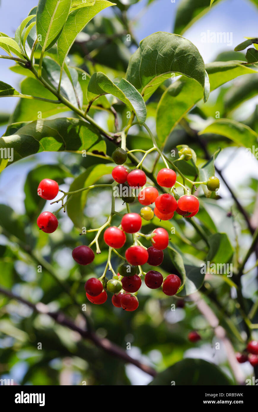 Tree with red fruit Stock Photo - Alamy