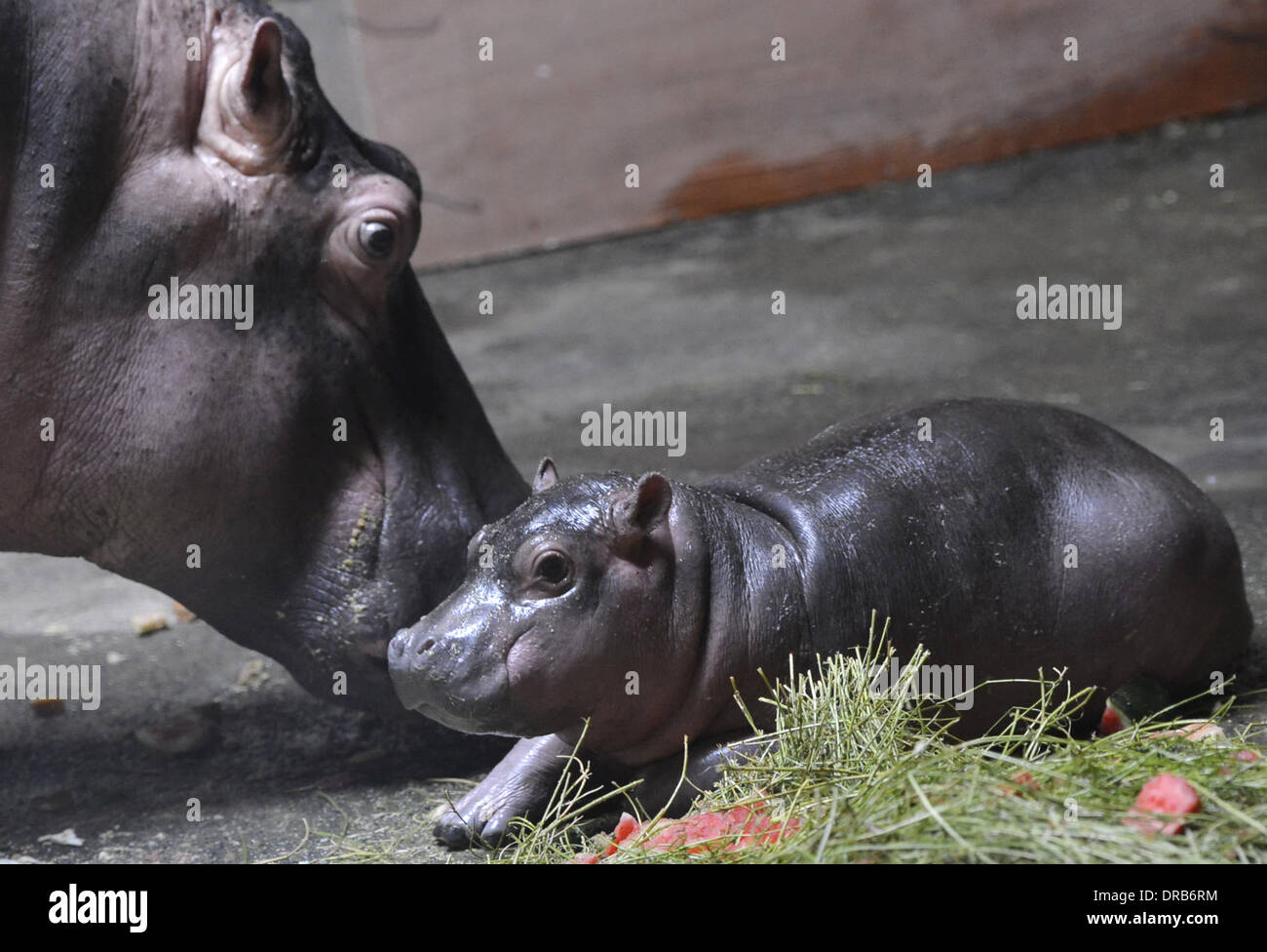 Hippopotamus birth hi-res stock photography and images - Alamy