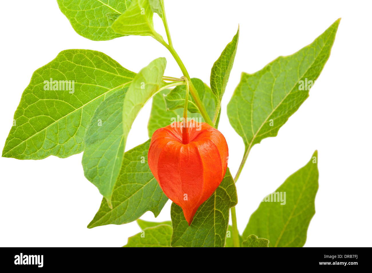 Red Alkekengi with leaf isolated Stock Photo - Alamy