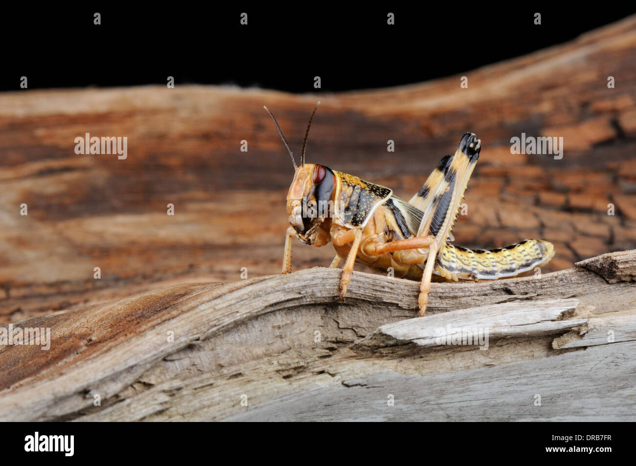 Locust insect hi-res stock photography and images - Alamy
