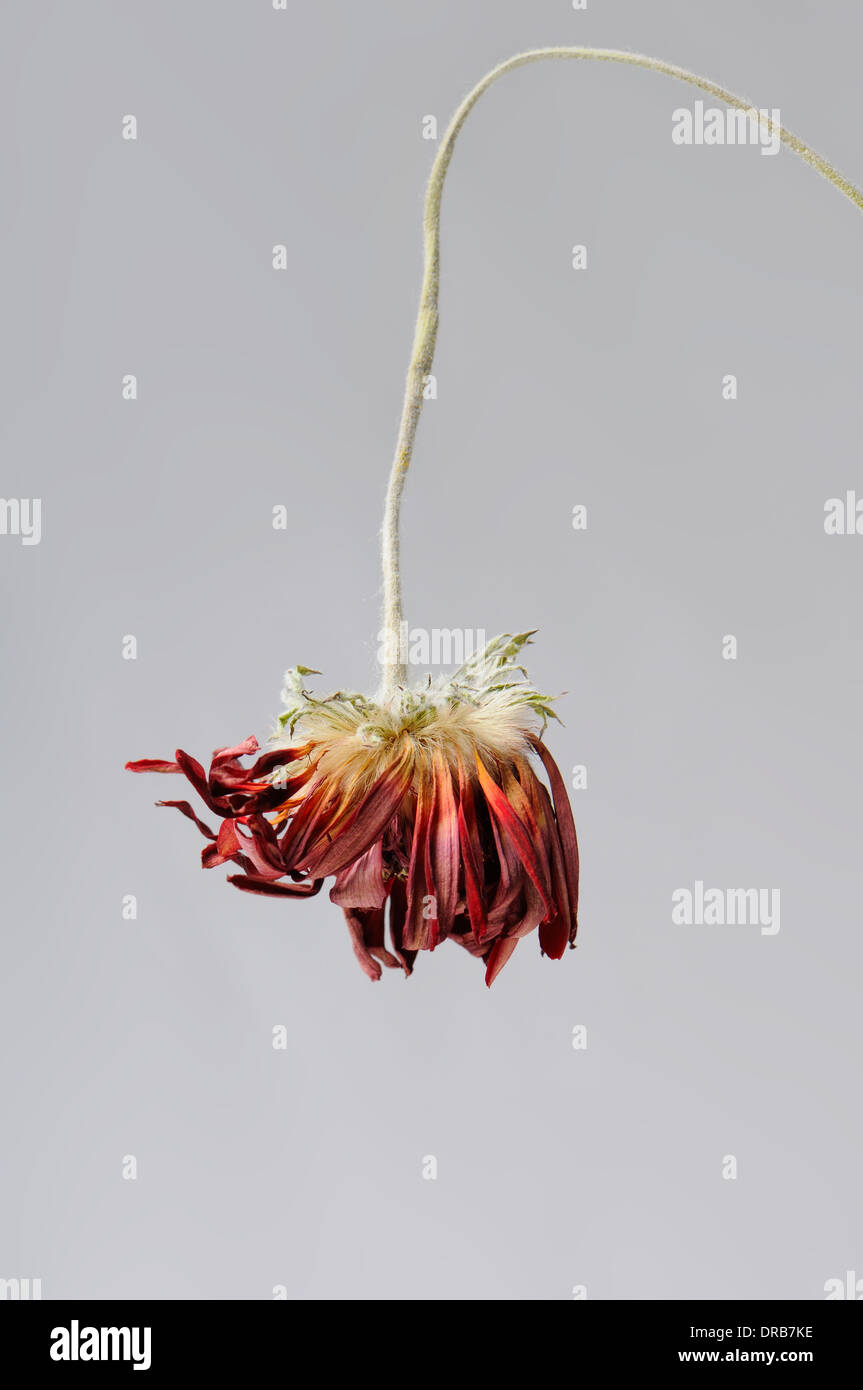 Flower dying hi-res stock photography and images - Alamy